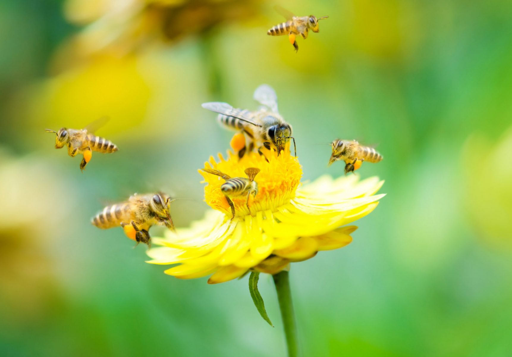 Honeybee History: A Spring Preparation - Backyard Beekeeping